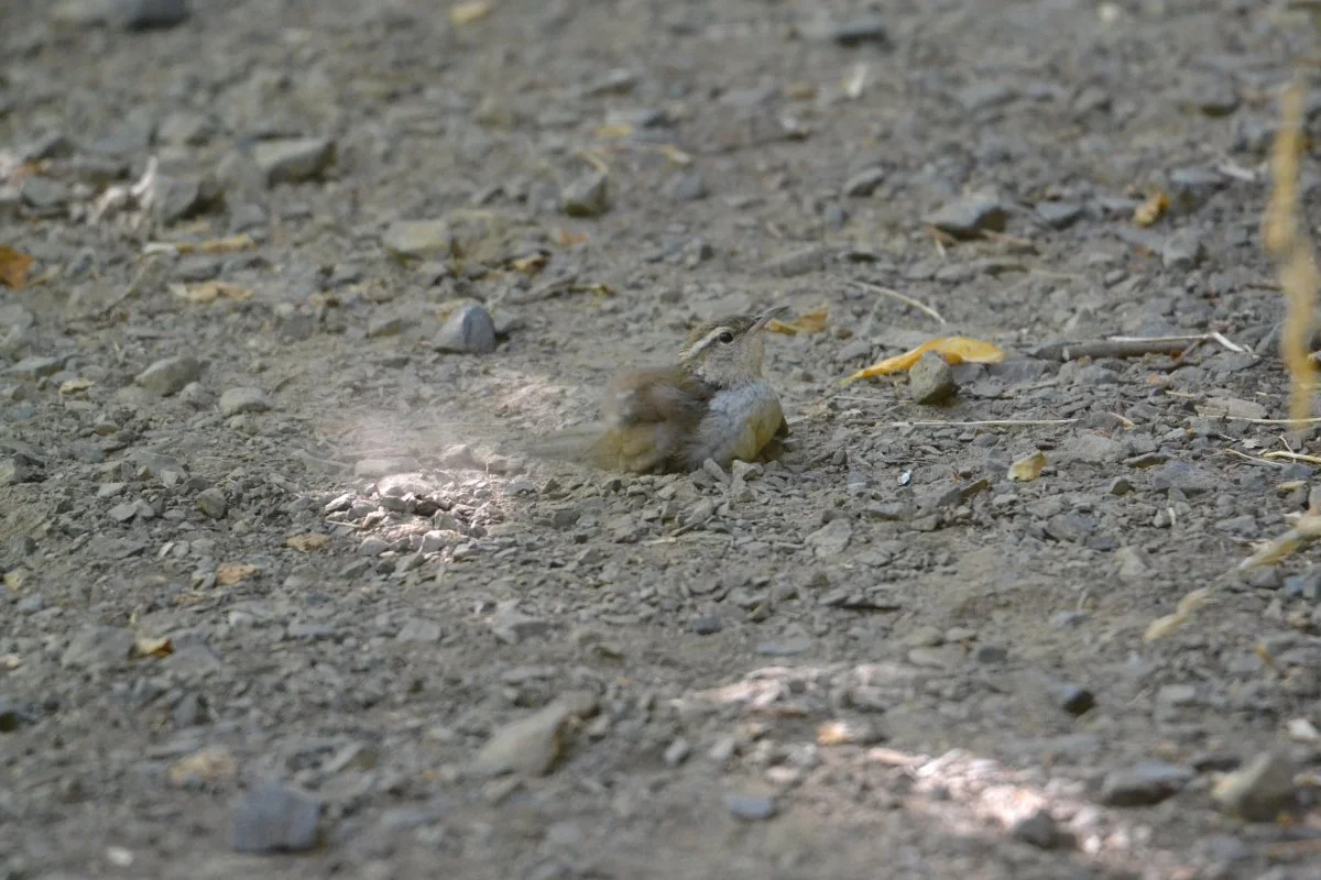 Dust Bath — Bryan Ribelin