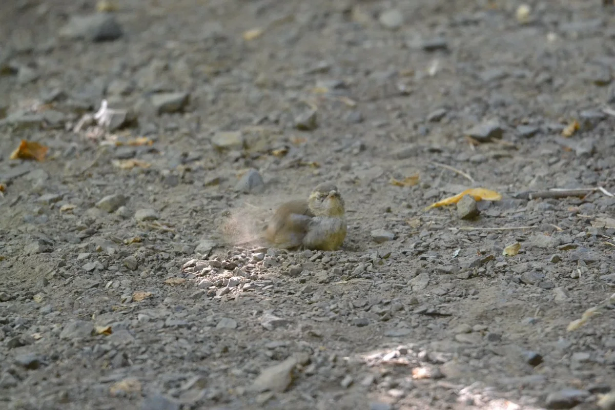 Dust Bath — Bryan Ribelin