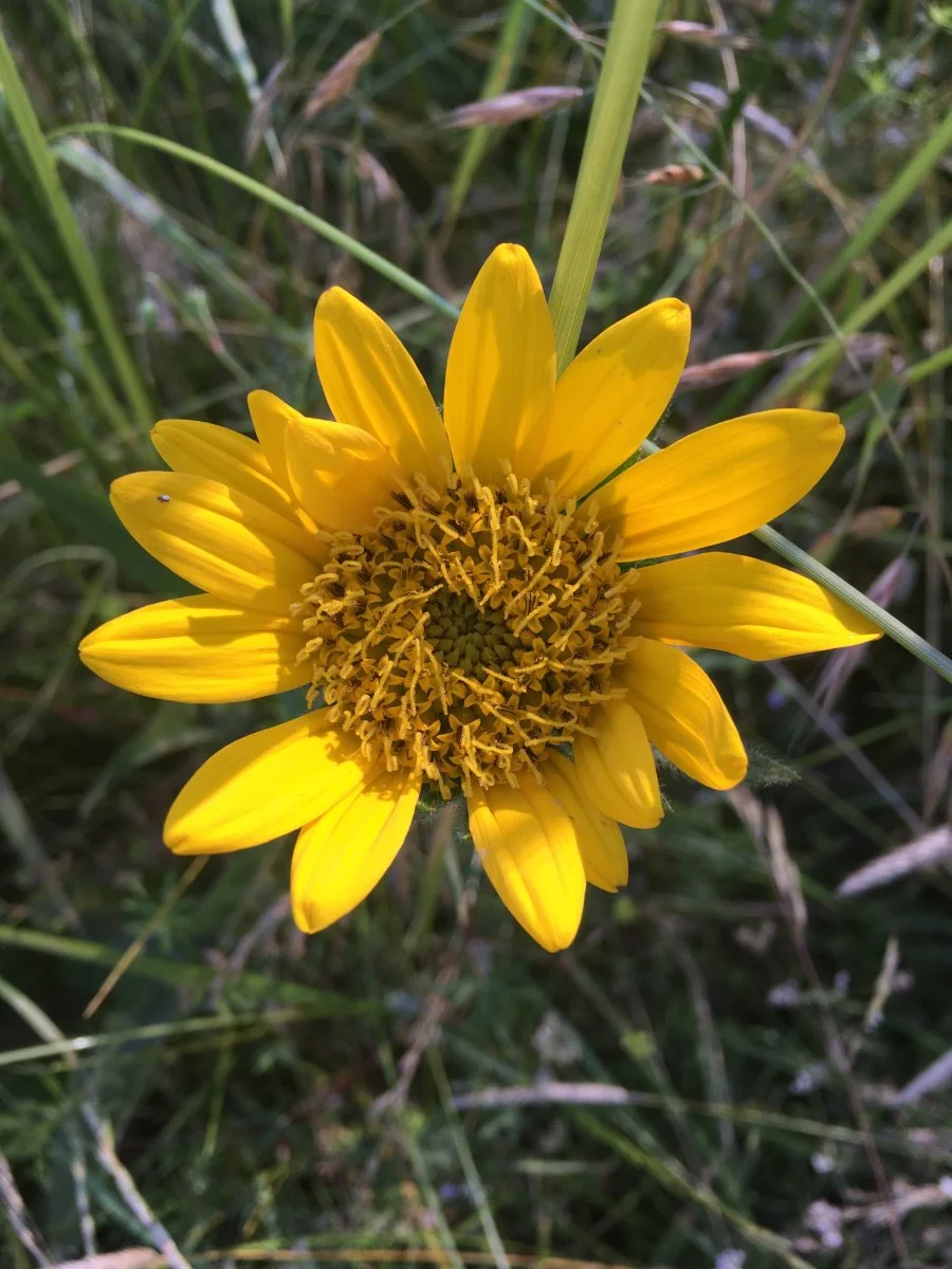 Summer Frost — Bryan Ribelin