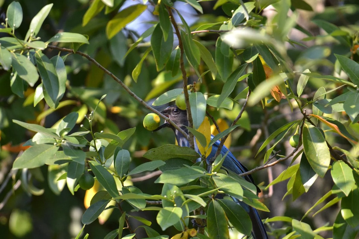 Steller's Jay & California Bay Laurel — Bryan Ribelin