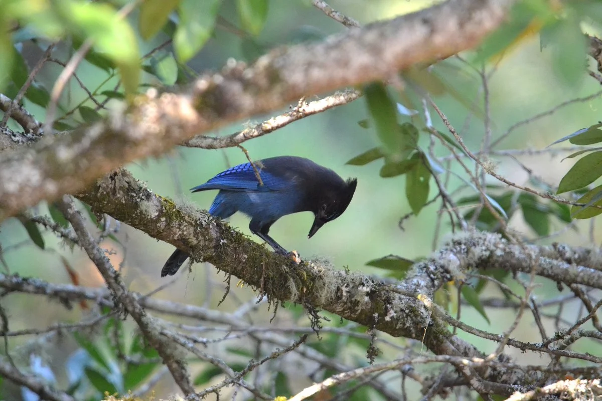 Steller's Jay & California Bay Laurel — Bryan Ribelin