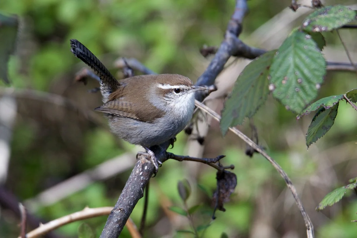 Bewick's Wren — Bryan Ribelin