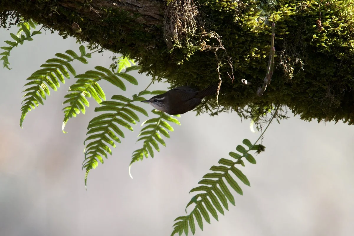 Bewick's Wren — Bryan Ribelin
