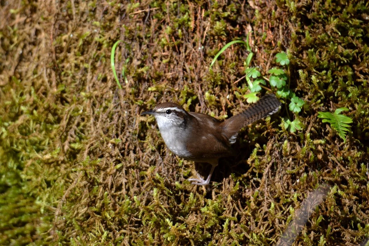 Bewick's Wren — Bryan Ribelin