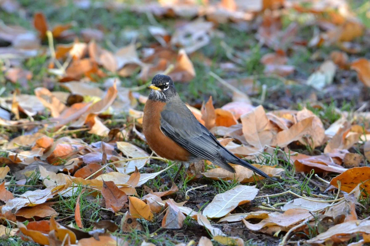 Robin's Coloration — Bryan Ribelin