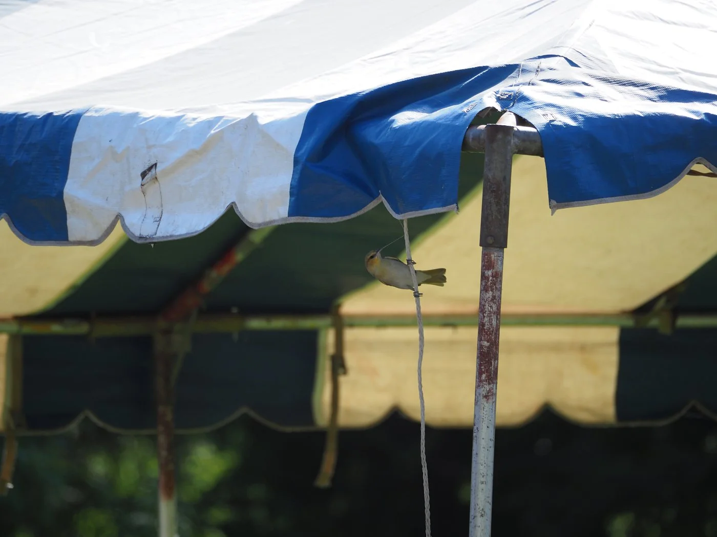 Oriole Collecting Nest Material — Bryan Ribelin