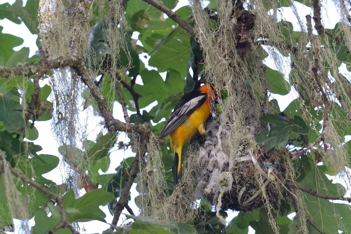 Oriole Collecting Nest Material — Bryan Ribelin