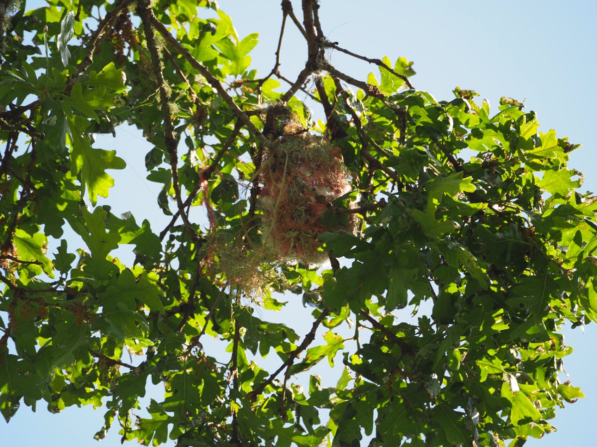 Oriole Collecting Nest Material — Bryan Ribelin