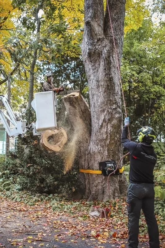 Tree Pruning & Trimming in Madison, WI