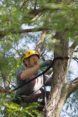 Structural Tree Support Systems - Madison, WI