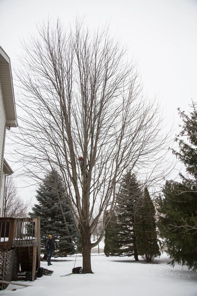 Autumn Blaze Maples: A Beautiful, Fragile Tree That Needs Regular Care