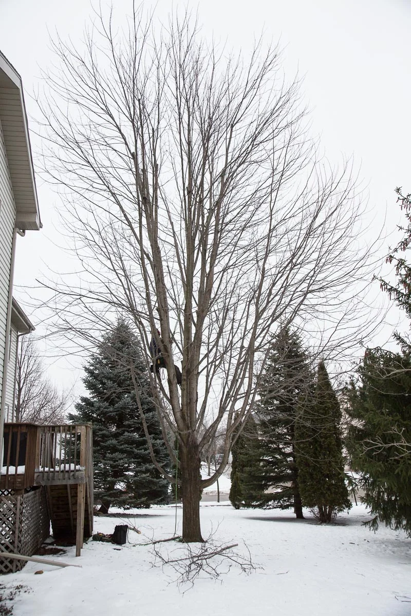 Autumn Blaze Maples: A Beautiful, Fragile Tree That Needs Regular Care