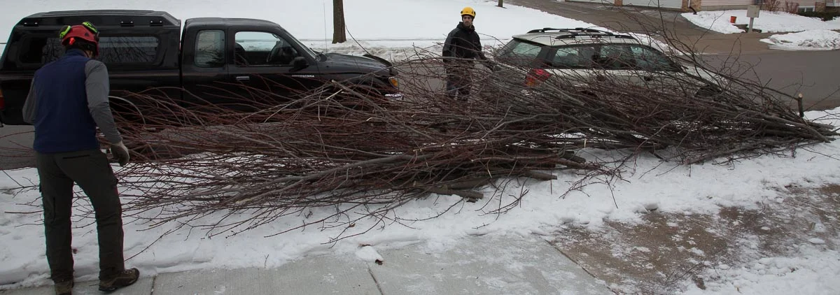 Autumn Blaze Maples: A Beautiful, Fragile Tree That Needs Regular Care