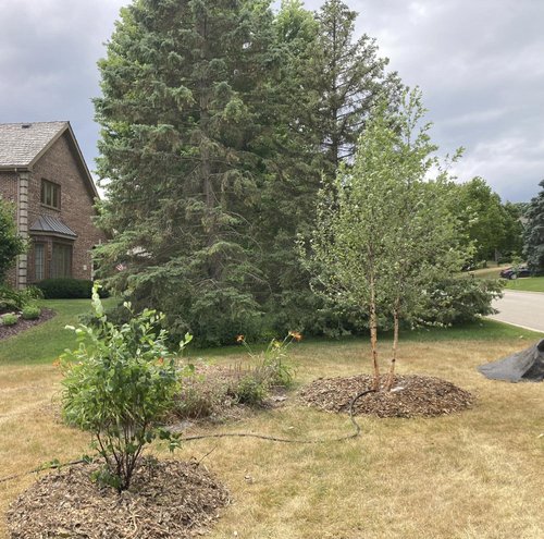 Tree Planting in Madison, WI - Heartwood Tree Company