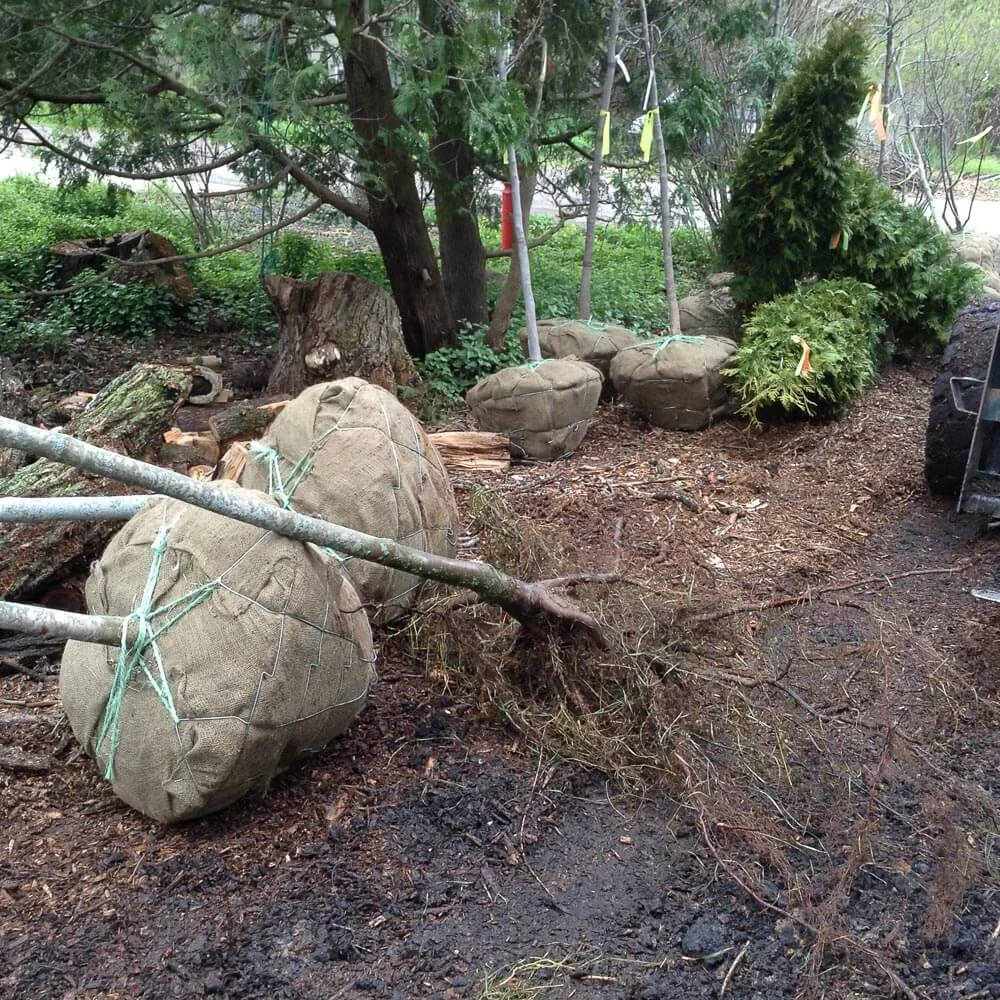 Tree Planting in Madison, WI - Heartwood Tree Company