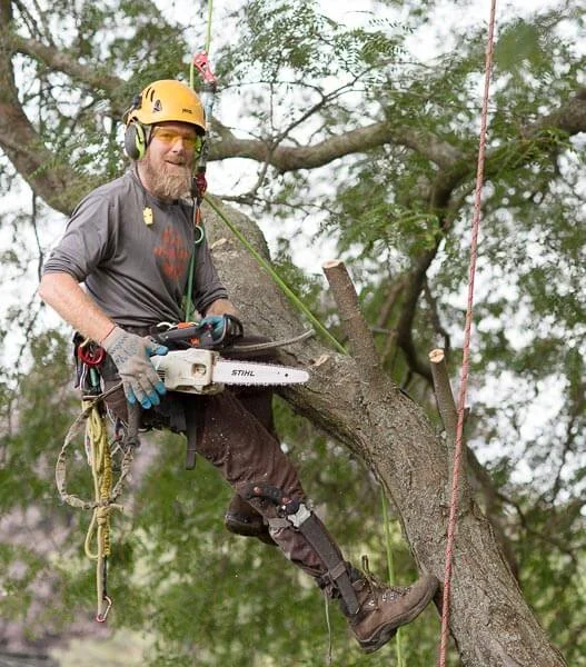 Maintenance Pruning Contracts - Scheduling Care for Trees & Shrubs