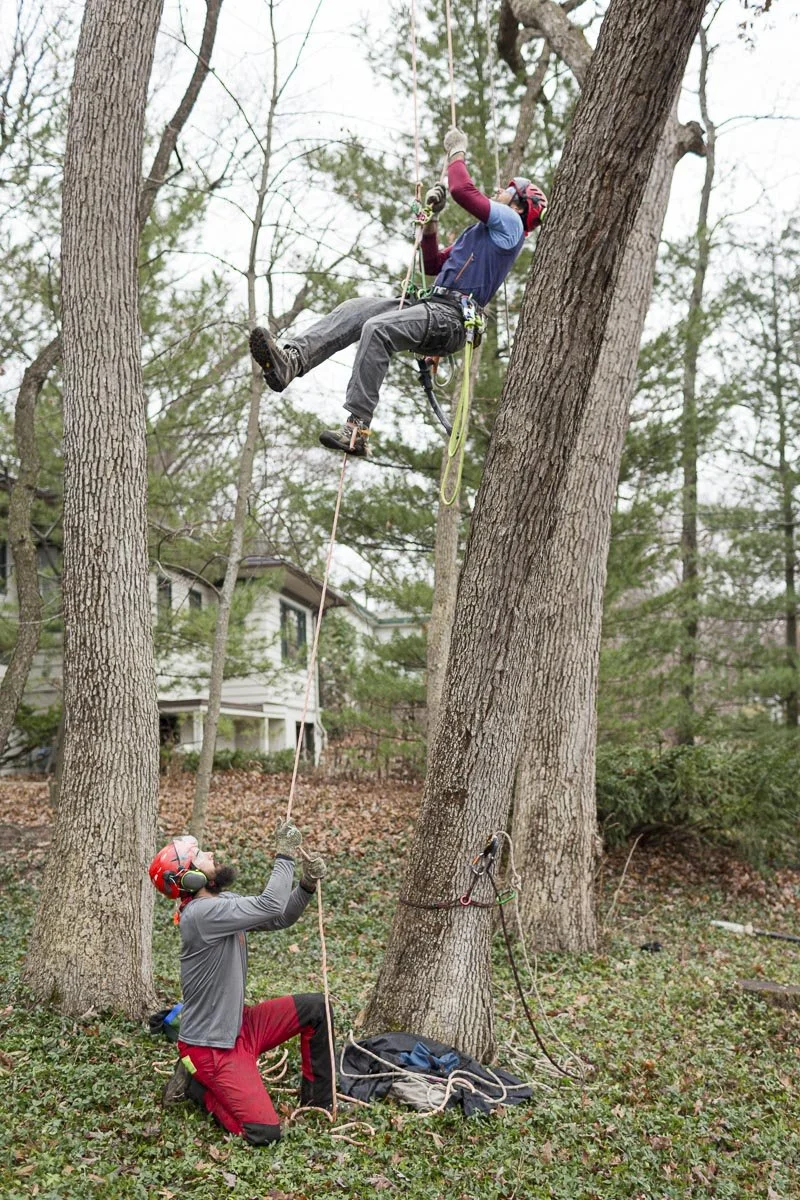 Tree Pruning & Trimming in Madison, WI