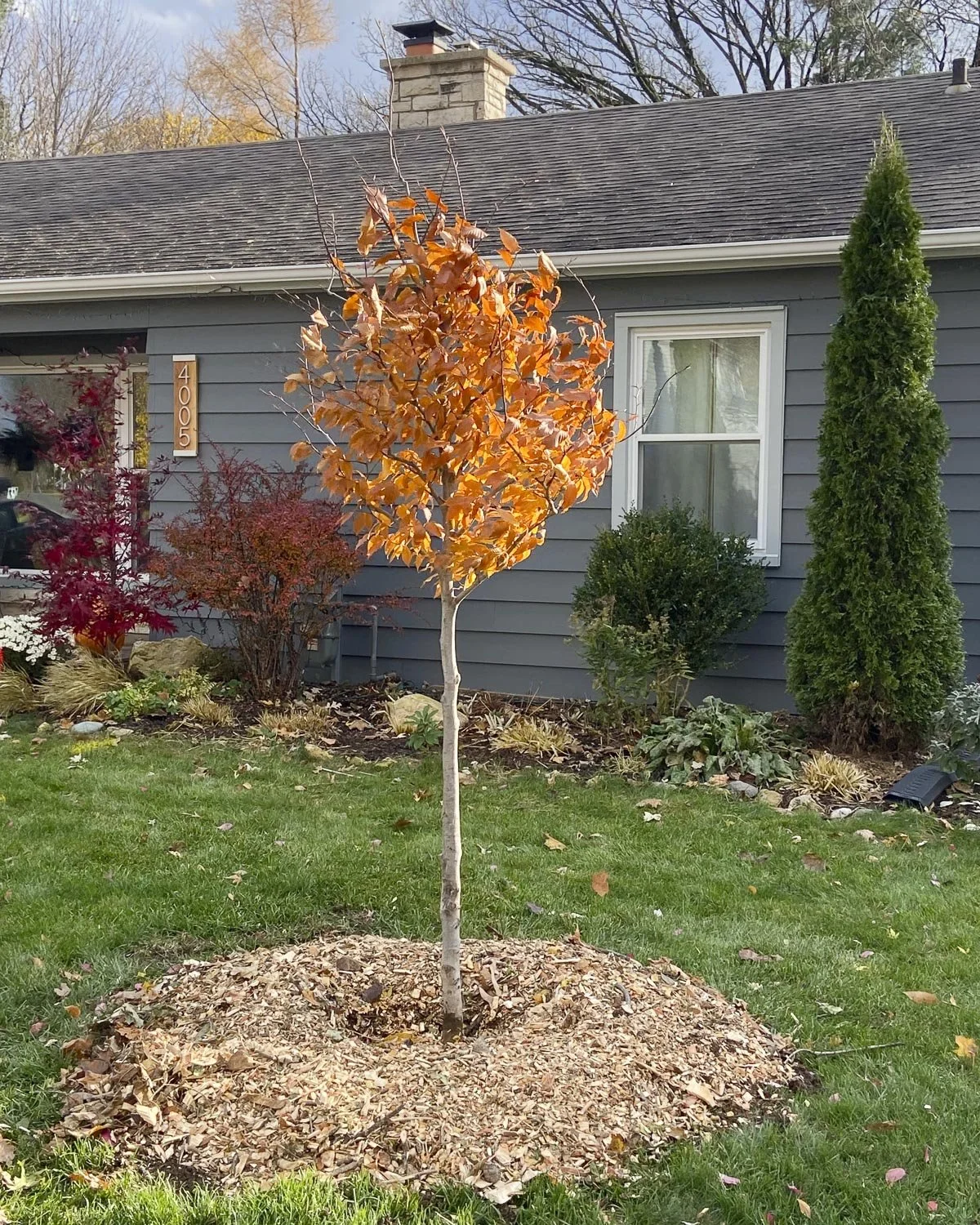 Tree Mulch Rings - Heartwood Tree Co. - Madison WI