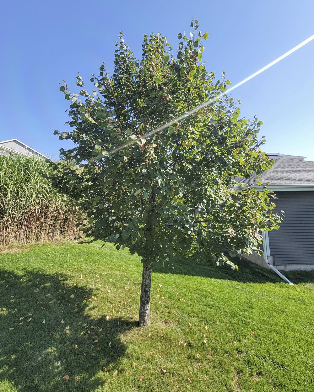 Tree Pruning & Trimming in Madison, WI