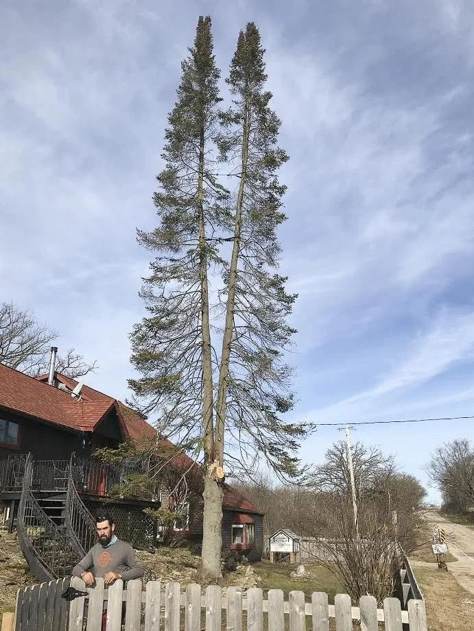 Structural Tree Support Systems - Madison, WI