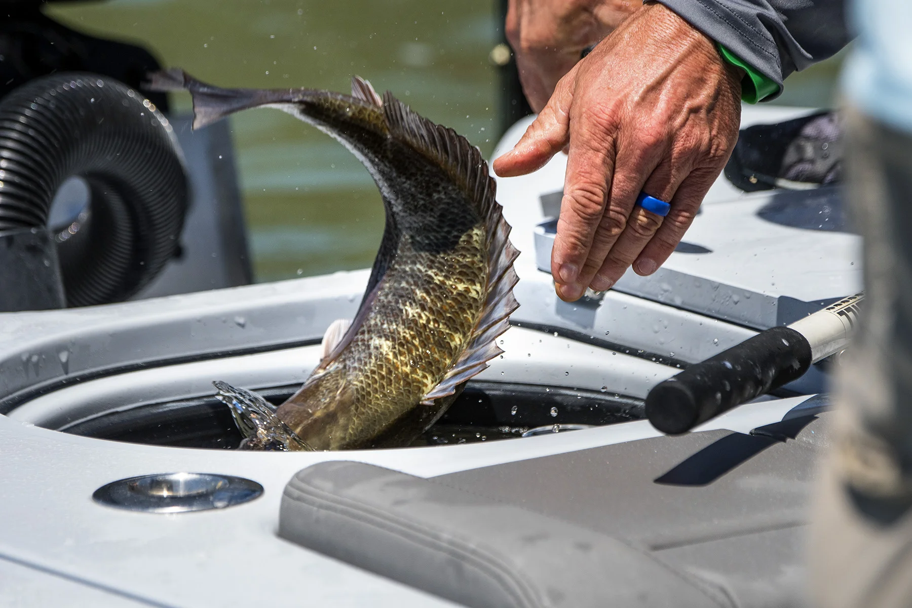 Show — Saltwater Experience Fishing