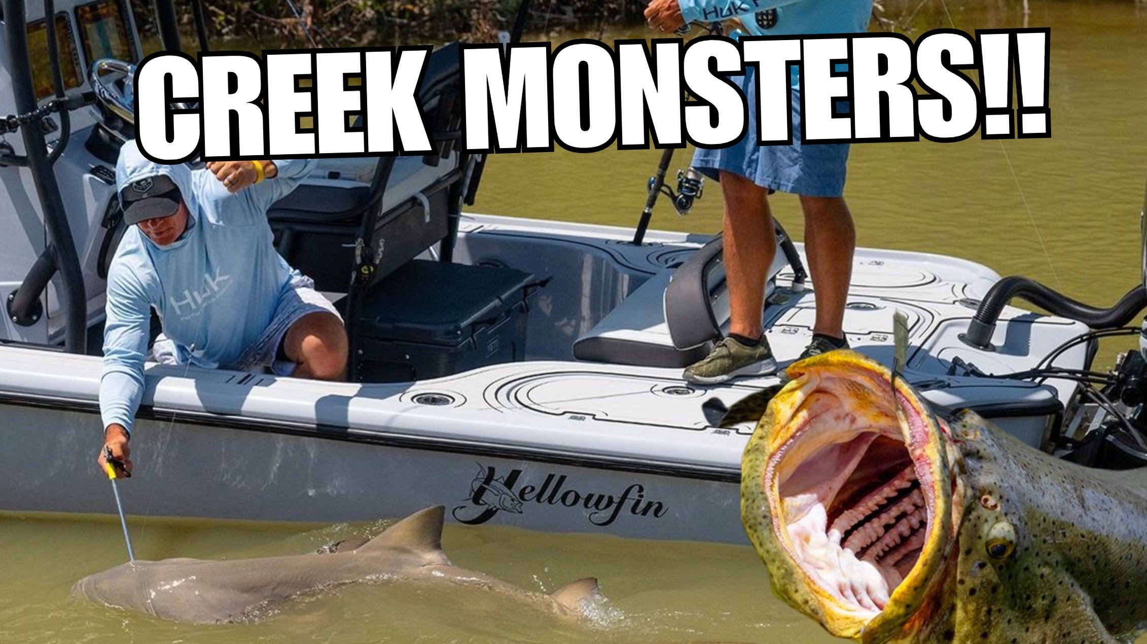 Goliath Grouper vs Lemon Sharks – Florida Everglades Shallow Water ...
