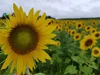 Burnside Farms | Visit & Celebrate Seasonal Blooms | Order premium ...