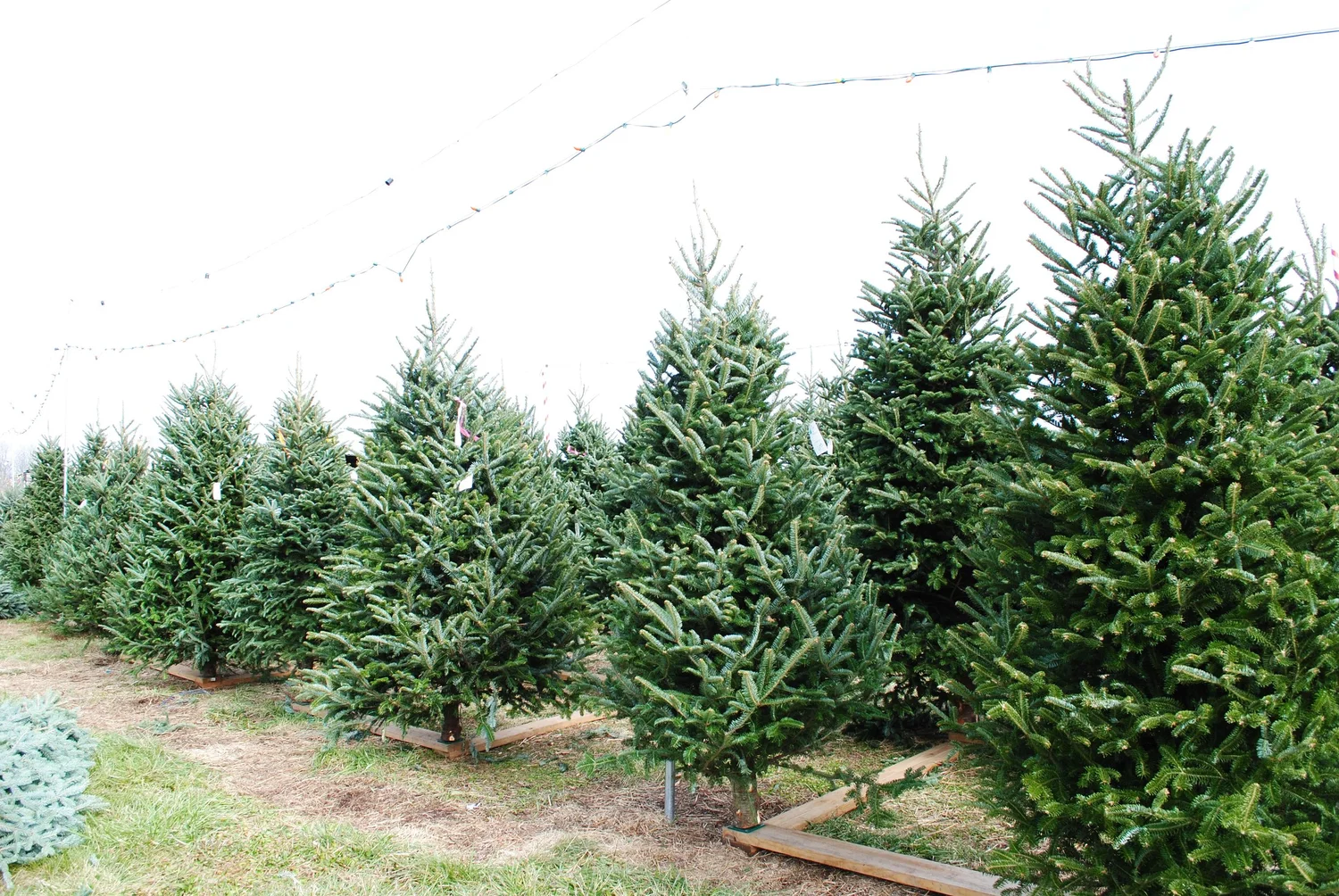 Burnside Farms