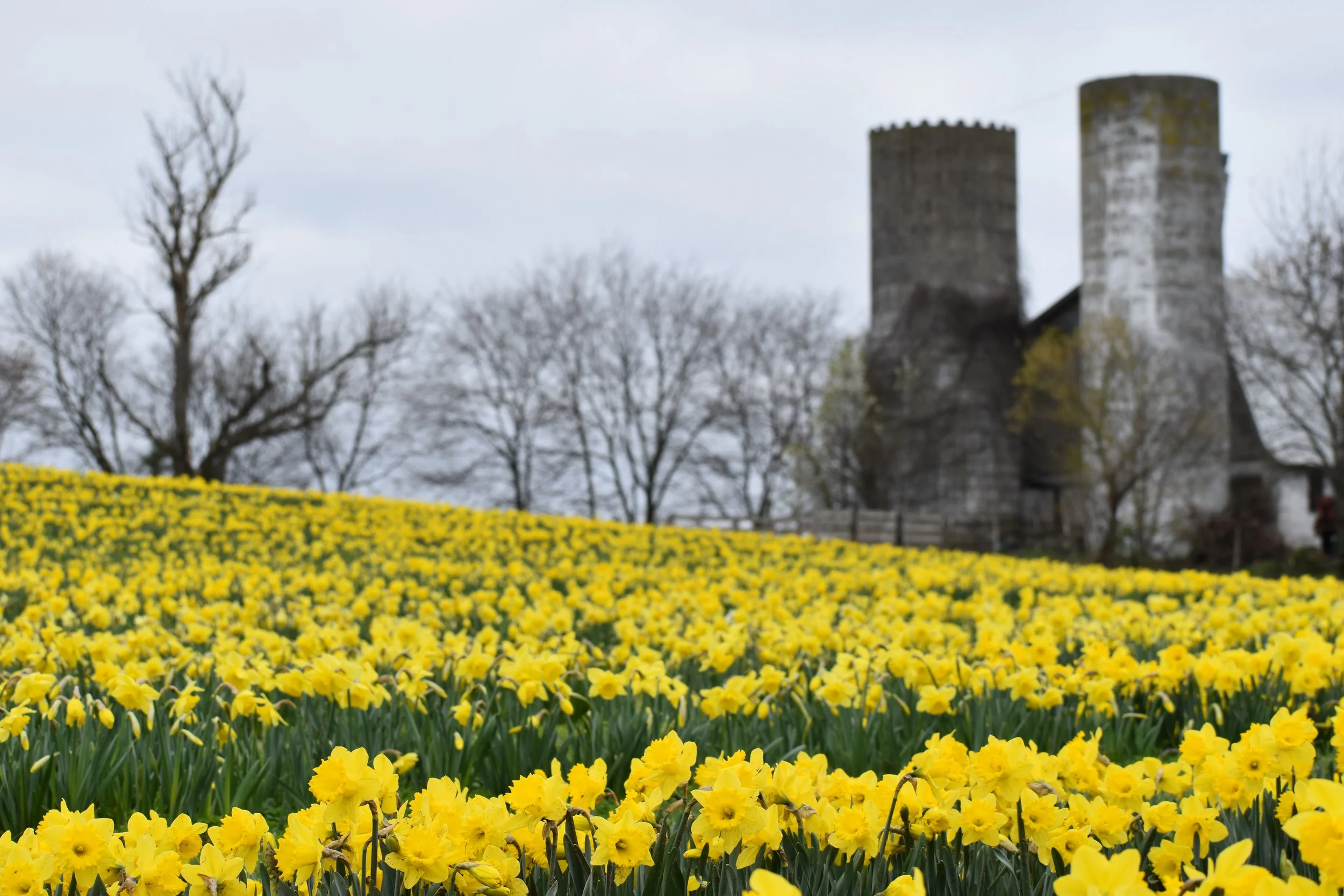 Festival of Spring — Burnside Farms
