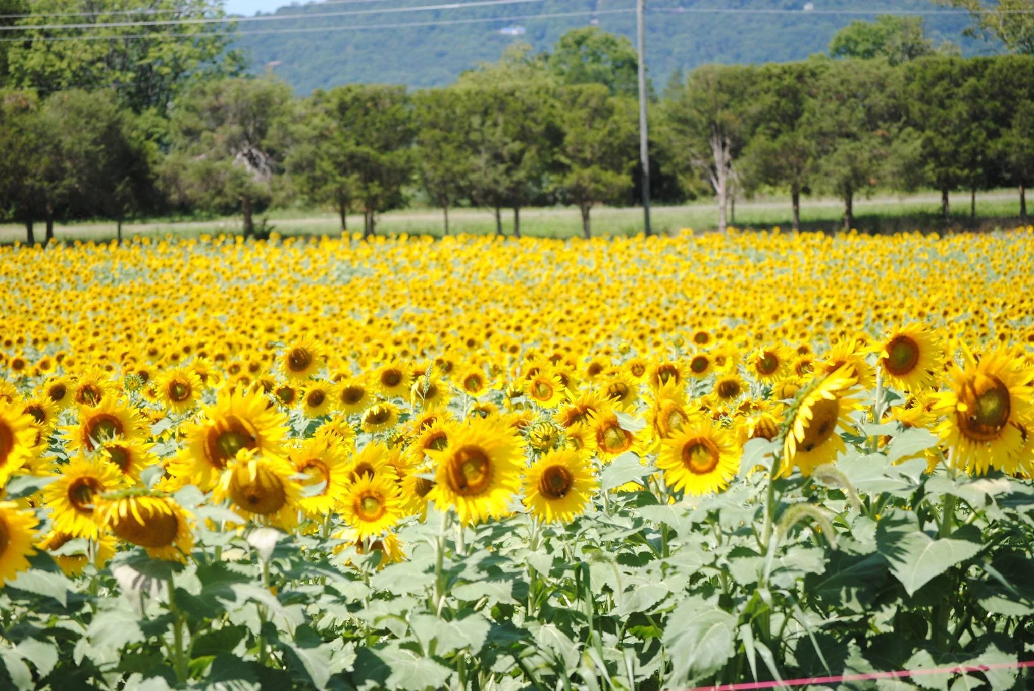 Summer of Sunflowers — Burnside Farms