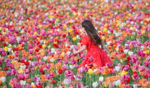 Festival of Spring — Burnside Farms