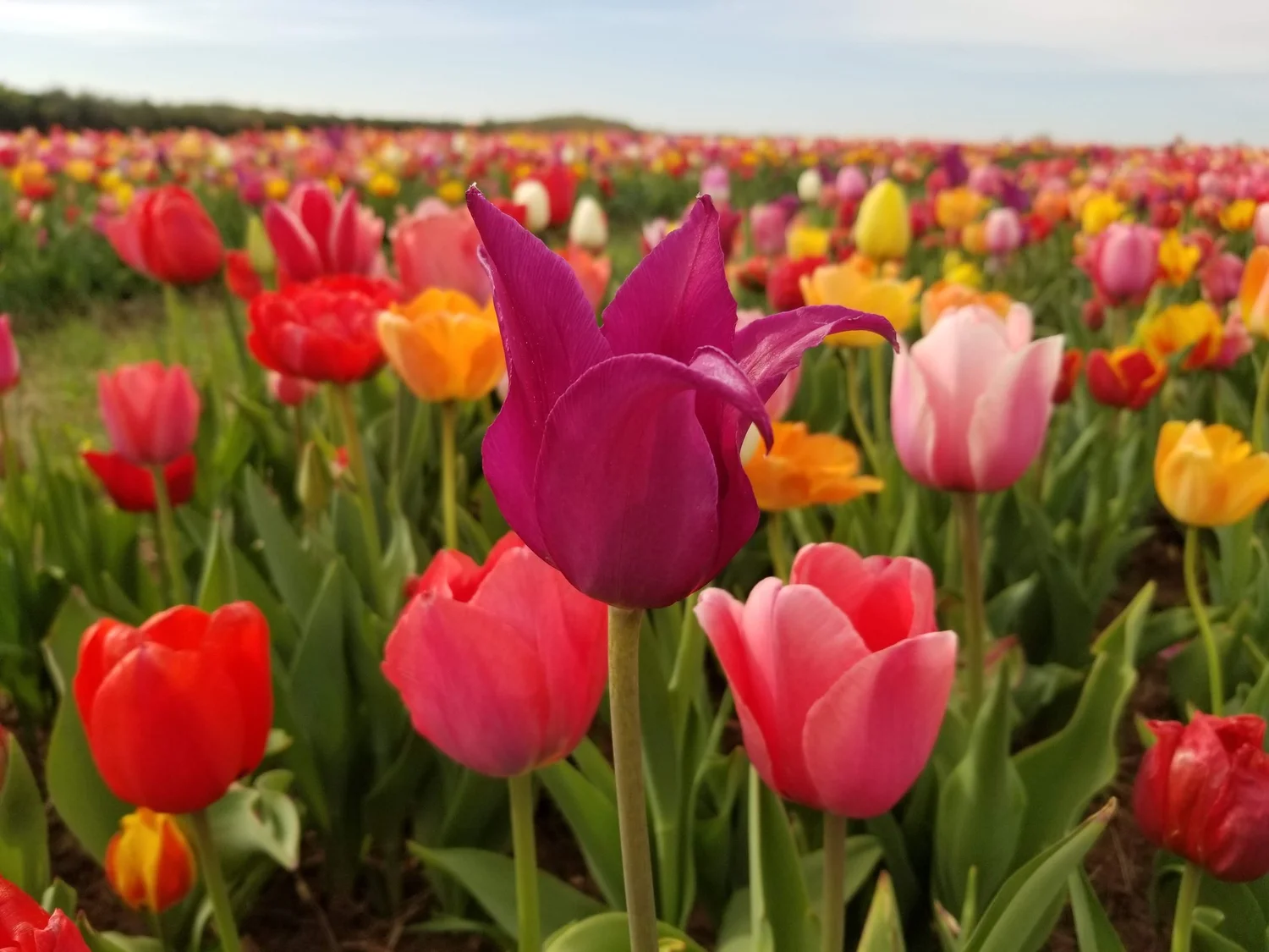 Experience Virginia's largest Tulip Fields & Photo Ops | Burnside Farms ...
