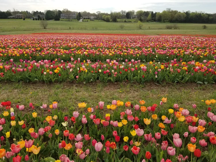 Experience Virginia's largest Tulip Fields & Photo Ops | Burnside Farms ...
