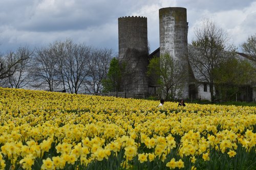 Virginia Tulip Fields & Photo Ops | Burnside Farms Festival of Spring ...
