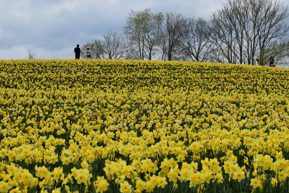 Experience Virginia's largest Tulip Fields & Photo Ops | Burnside Farms ...