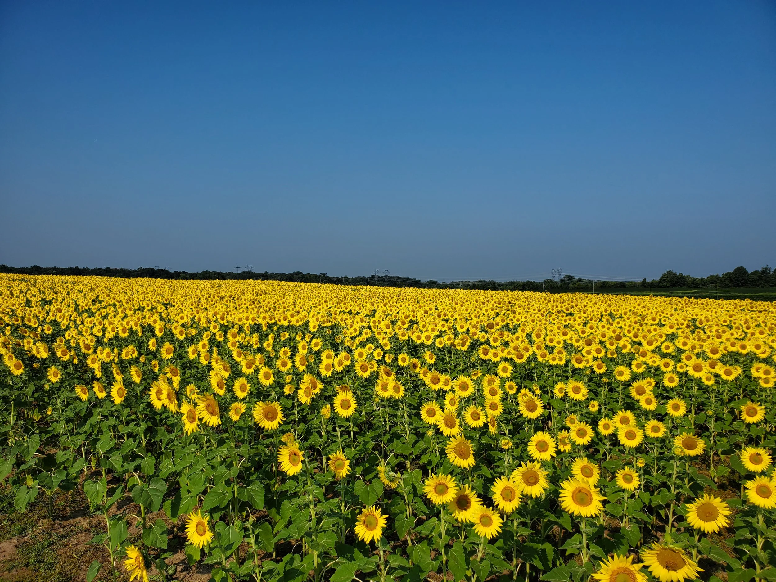 Summer of Sunflowers — Burnside Farms