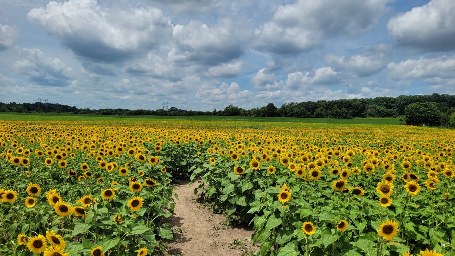 Experience Virginia's only Summer of Sunflowers | Burnside Farms ...