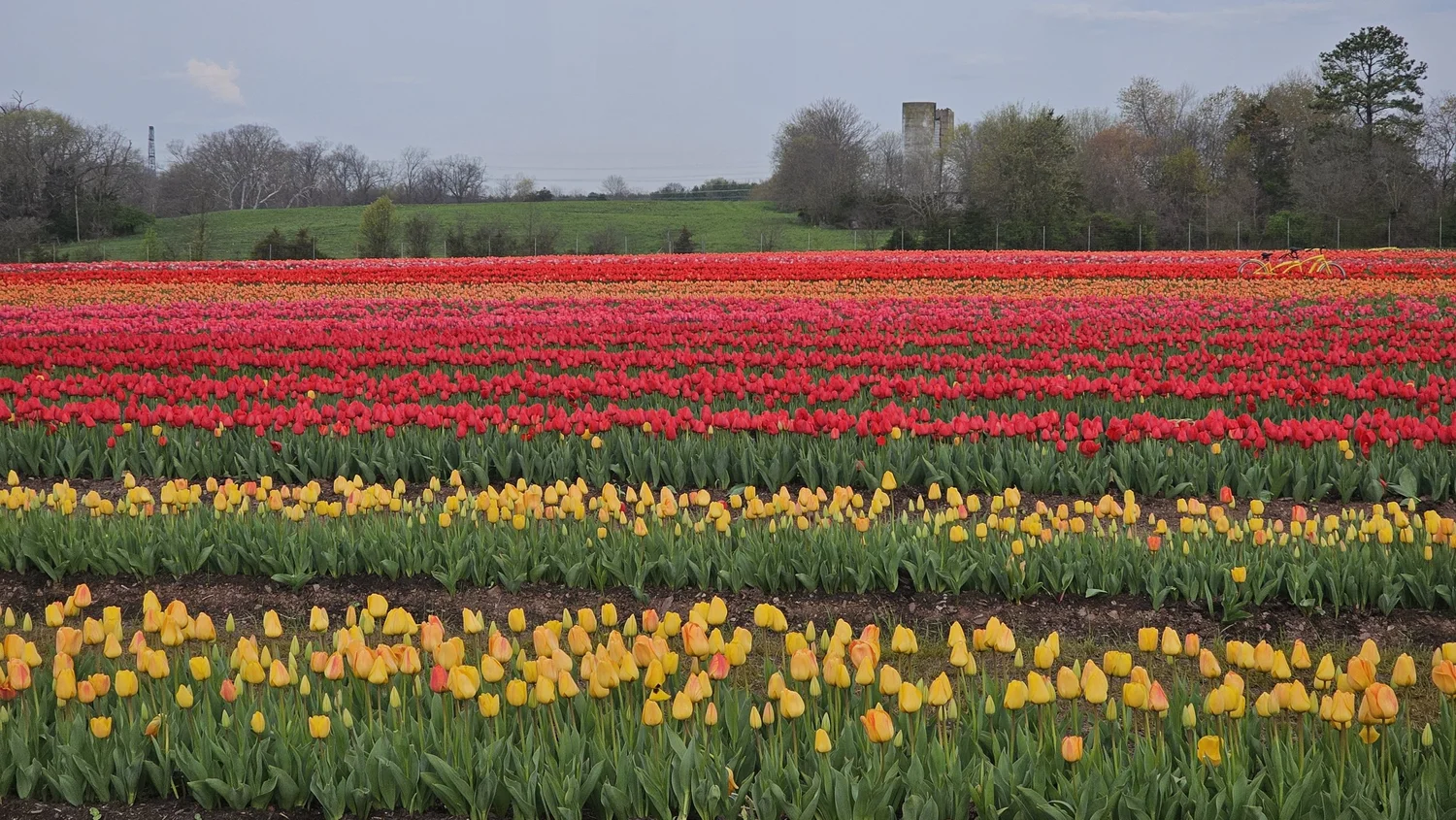 Burnside Farms | Visit & Celebrate Seasonal Blooms | Order premium ...