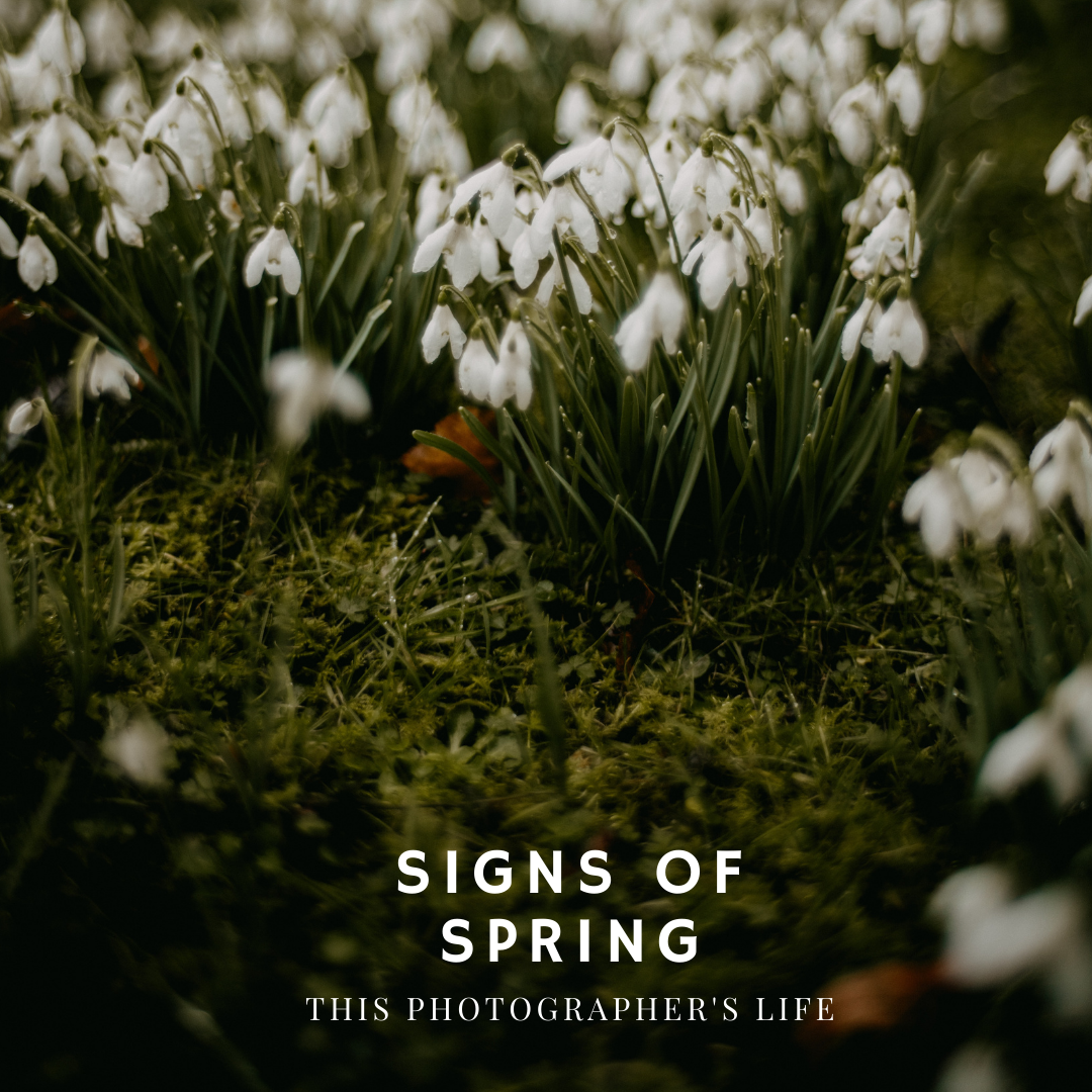 This Photographer's Life