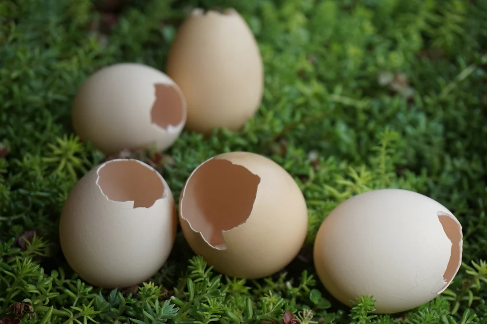 Easter Craft: Eggshell Vases — Mark Kintzel Design