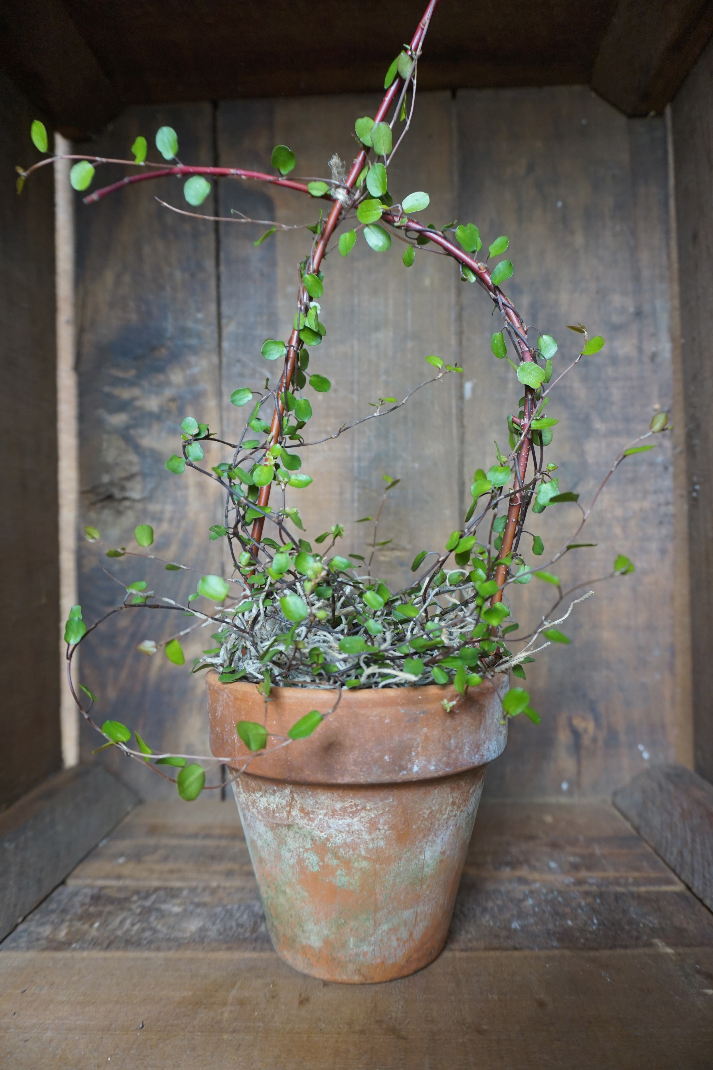 Creeping Wire Vine — Mark Kintzel Design