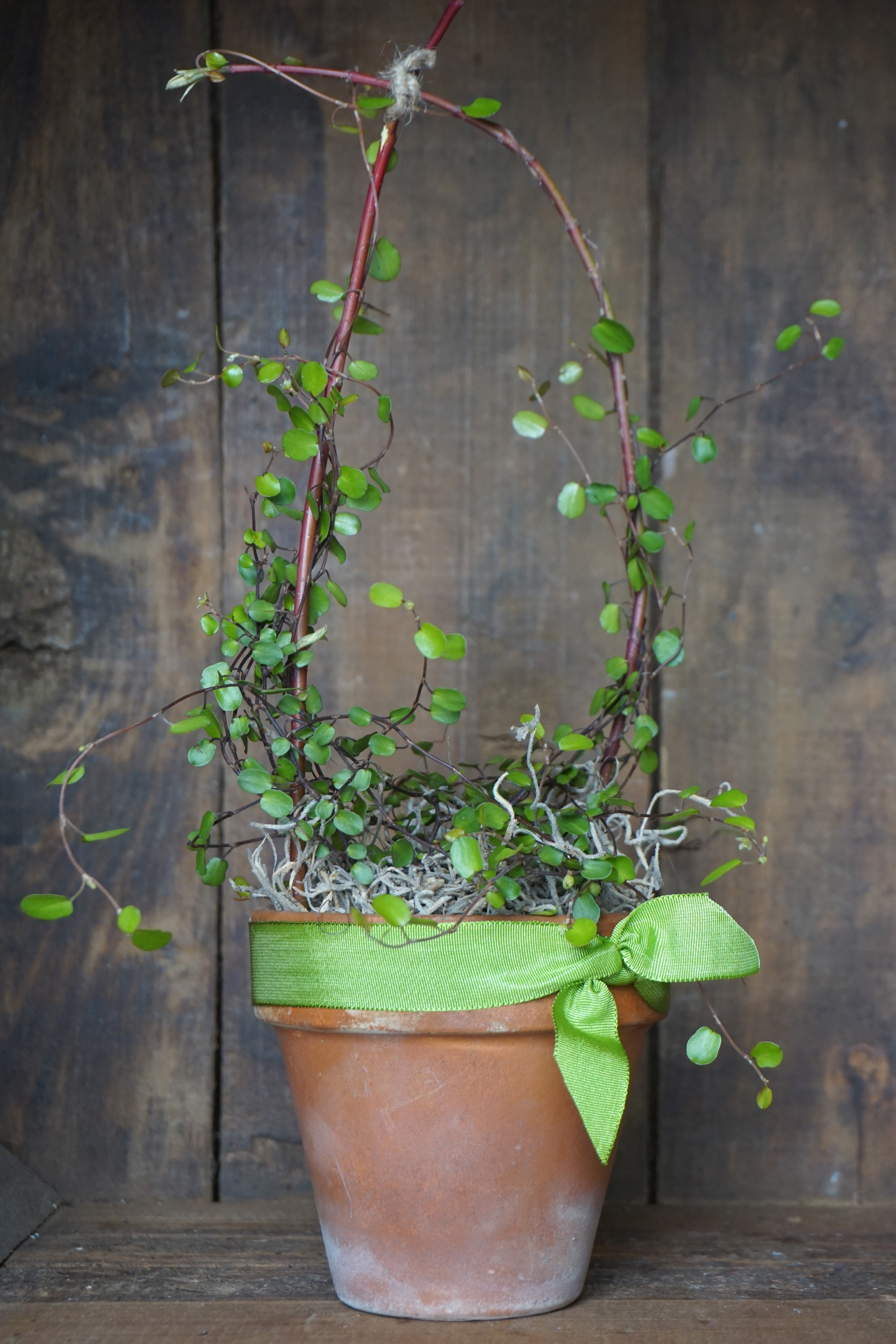 Creeping Wire Vine — Mark Kintzel Design