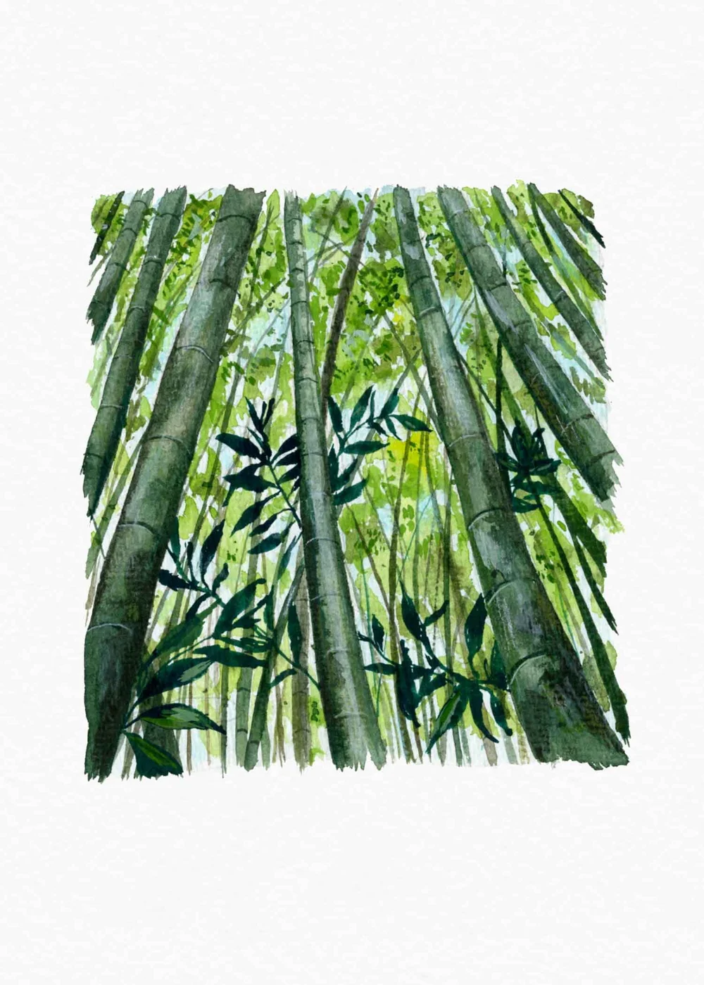 Bamboo Forest Drawing