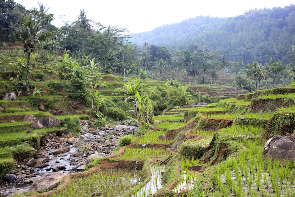 Indonesia: exploring through ingredients — Nutmegs, seven