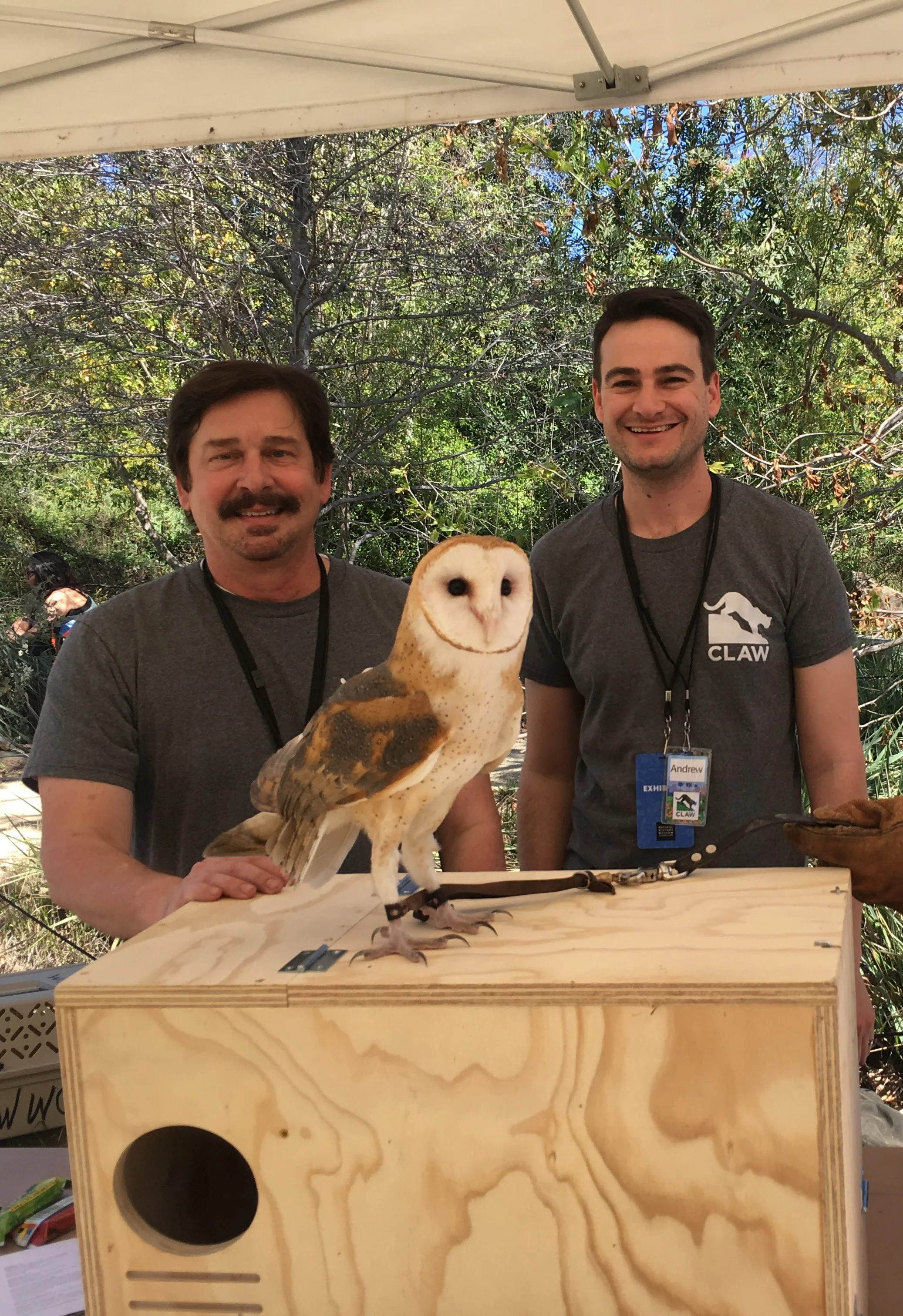 Barn Owl Nesting Box Program — Citizens for Los Angeles Wildlife