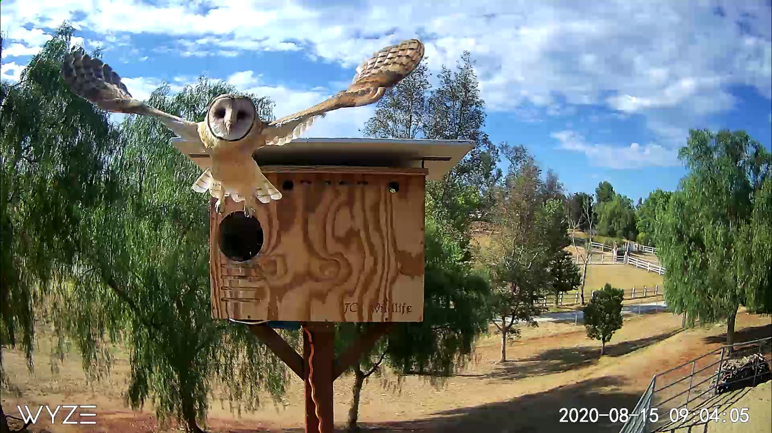 Barn Owl Nesting Box Program — Citizens for Los Angeles Wildlife
