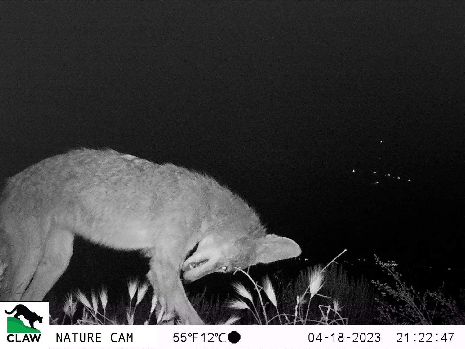 Night Wolf Cam
