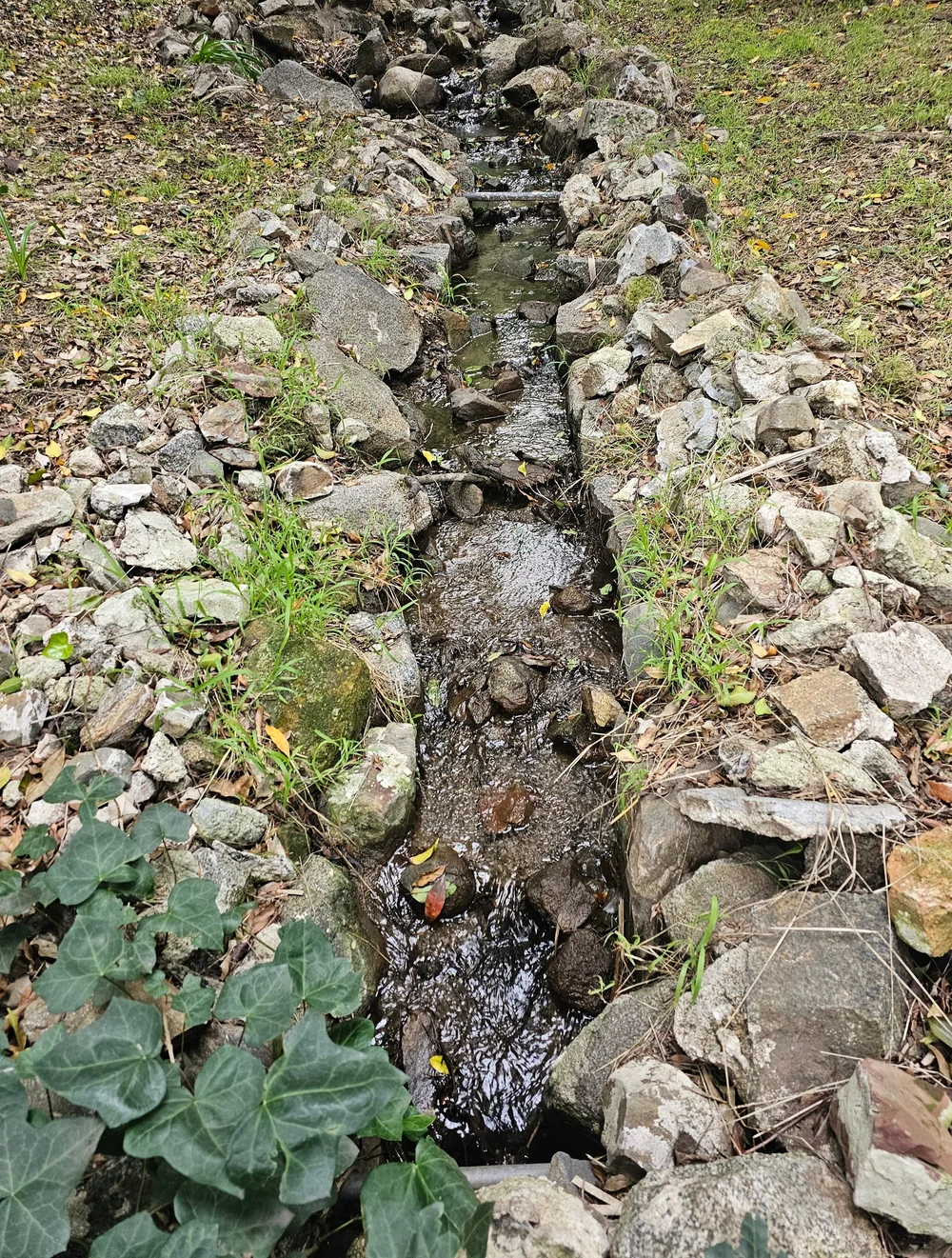 Let's Buy Laurel Spring — Citizens for Los Angeles Wildlife