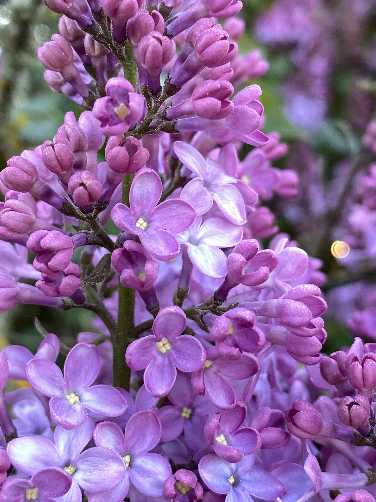 Garden tour, Spring flowers, flower photography — Made on 23rd