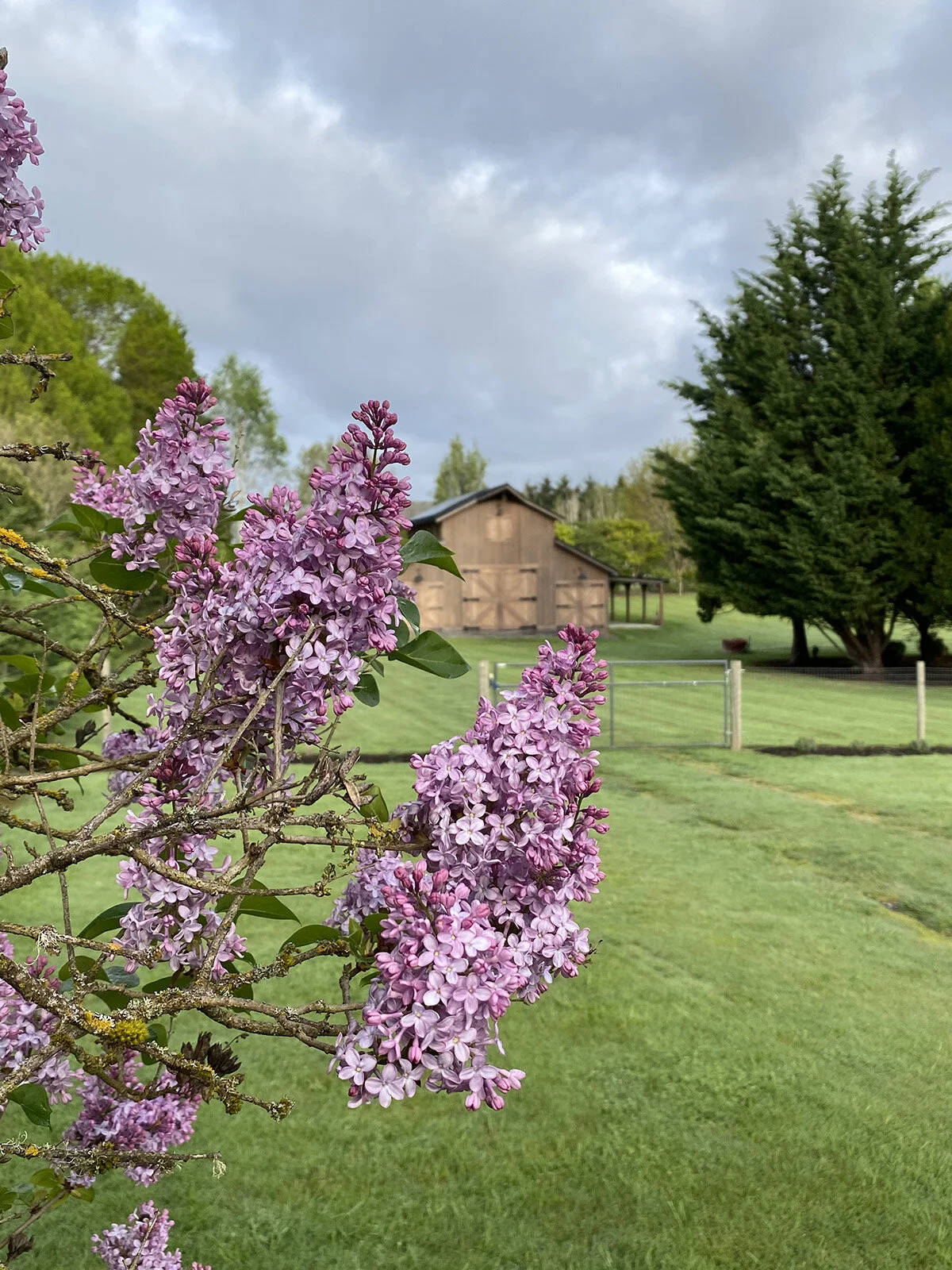 Garden tour, Spring flowers, flower photography — Made on 23rd